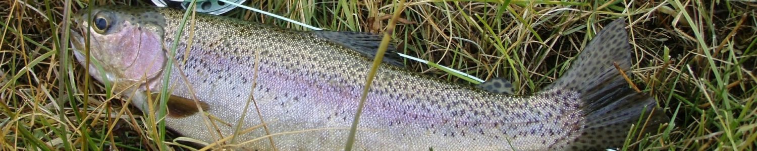 Home | Fly Fishing Flies - Granite City Fishing