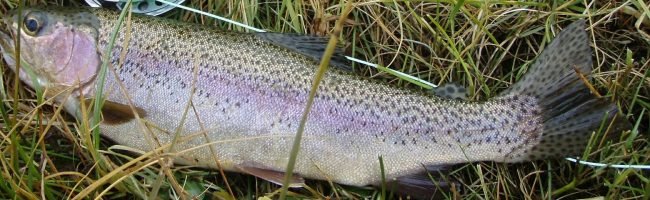 Home - Fly Fishing Flies - Granite City Fishing