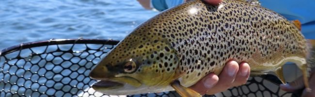 Home - Fly Fishing Flies - Granite City Fishing
